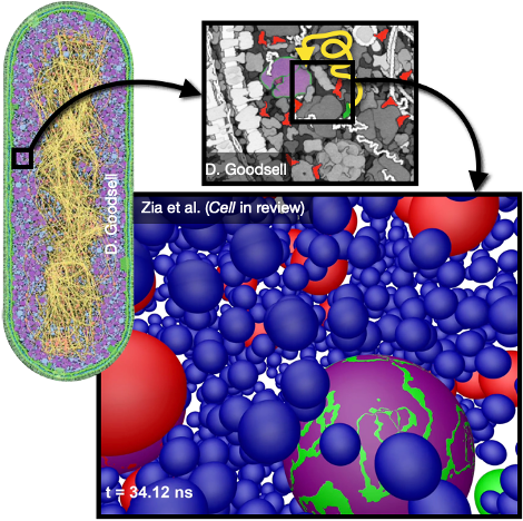 Modeling the Physics of Life // ZiaLab